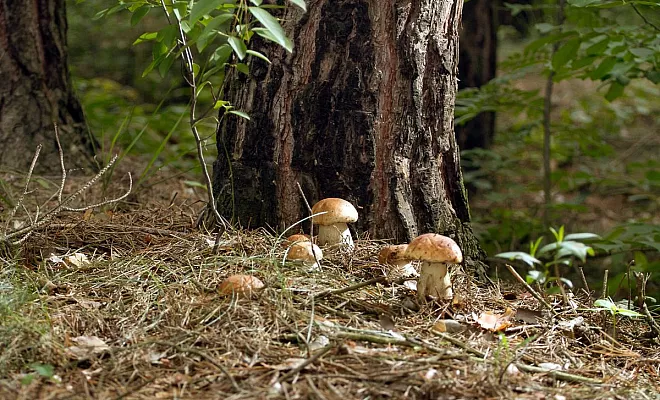 Trekking alla ricerca di funghi: ecco 5 zone dove andare, ma non dirlo ...