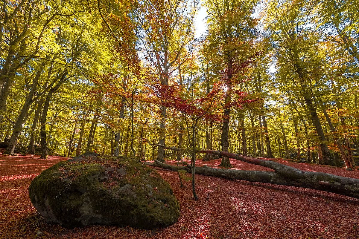 È interamente in legno e offre una vista pazzesca, ecco il rifugio più ...