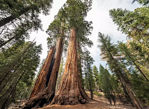 L'albero più alto d'Italia si trova in una magnifica foresta a pochi ...