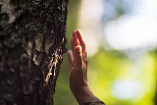 L'albero più alto d'Italia si trova in una magnifica foresta a pochi ...