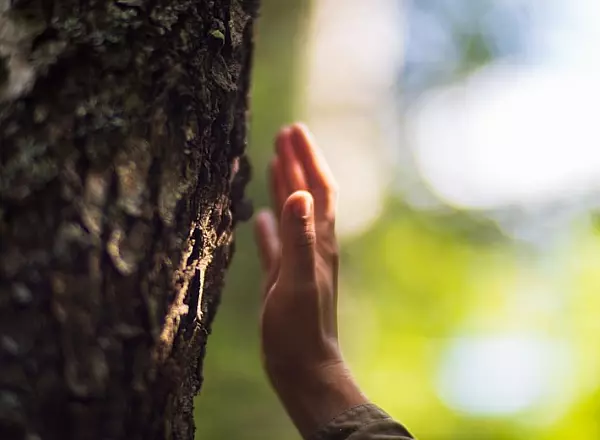 L'albero più alto d'Italia si trova in una magnifica foresta a pochi ...