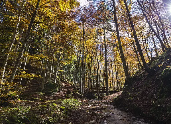 Riserva Naturale Sasso Fratino - Emilia Romagna | GoodTrekking