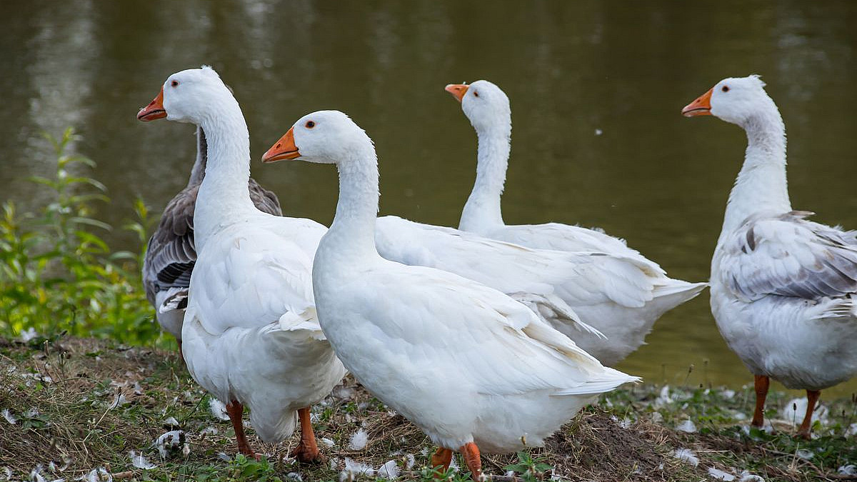 C’è un trekking in Piemonte, che tra natura e birdwatching segue il ...