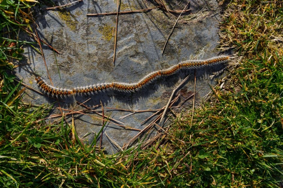 Processionaria, come riconoscerla e consigli per evitarla durante un ...