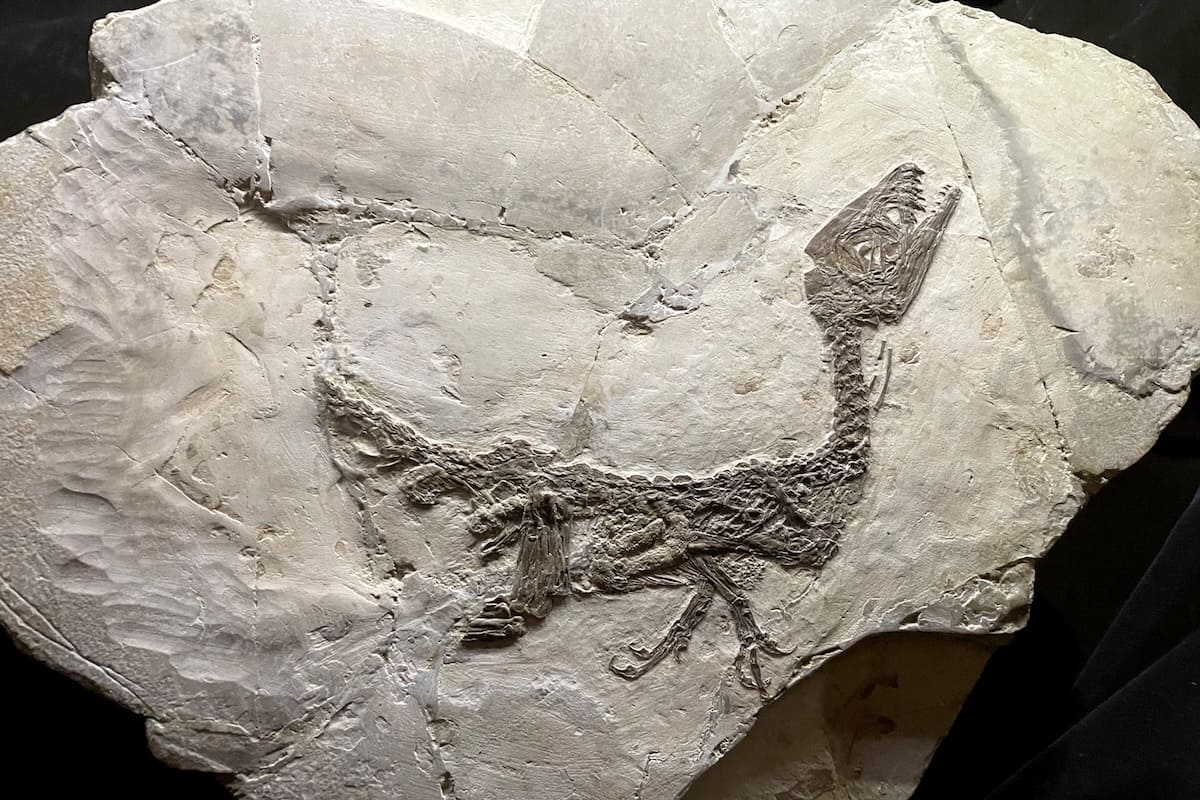 In Campania puoi camminare a casa di Ciro: parliamo del dinosauro più ...